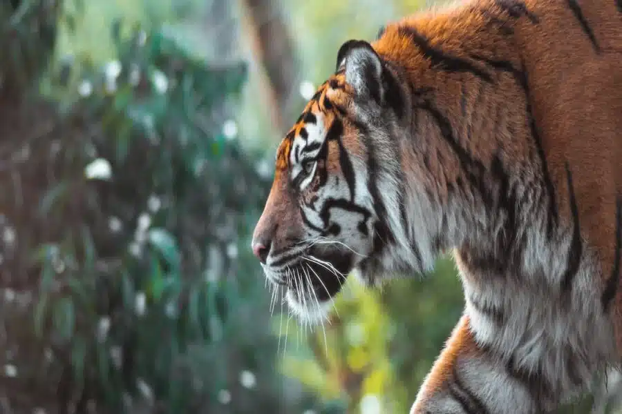 10 Fascinating Animal Facts That Will Change the Way You See the ...